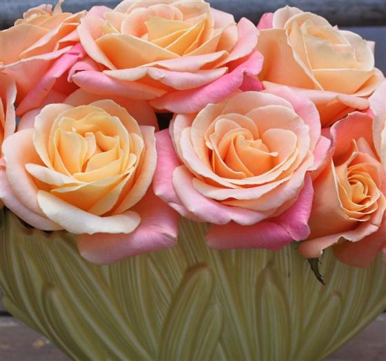 The Rose Collection - Vintage Chic